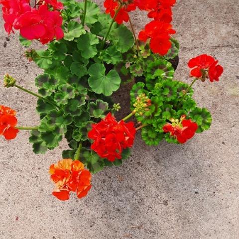 Plantes et plants | Drive Fermier Audois